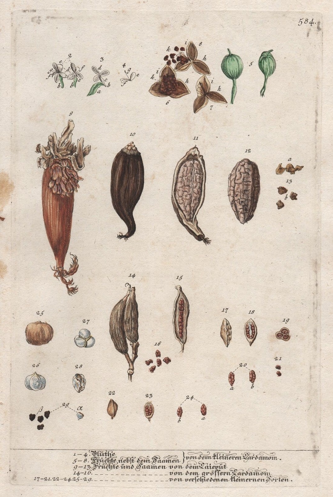 Cardamom Flower Seeds Spices Herbs Blackwell Herbal Book Engraving | eBay