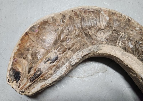 Cretaceous Fish Fossil Vinctifer Comptoni Brazilian Museum Grade Matrix ...