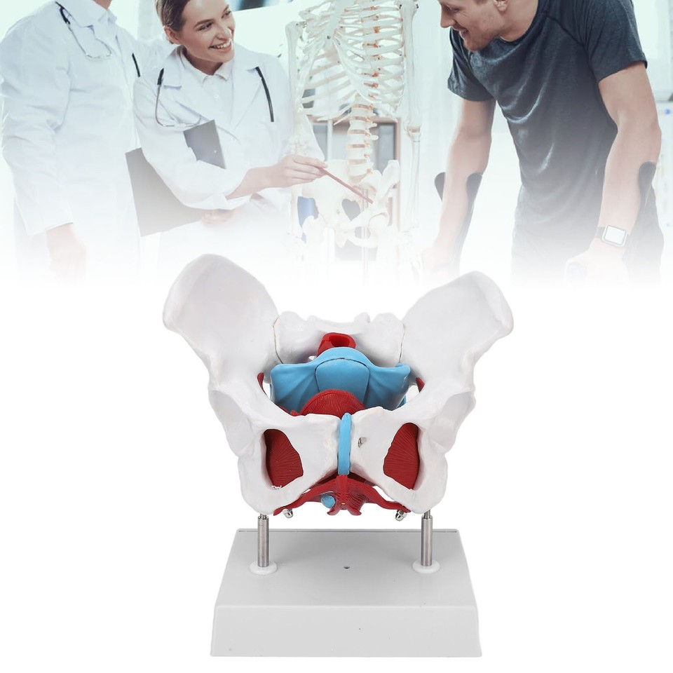 Pelvic Floor Anatomy Model Removable Colored Female Pelvis Model For ...