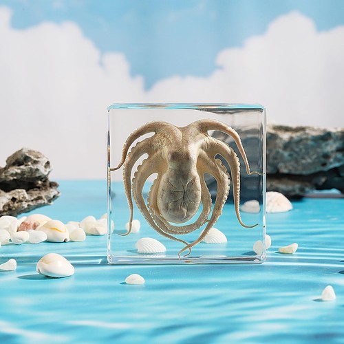 Pokiphip Taxidermy Octopus, Real Octopus Specimens Animal Specimen in Resin f... | eBay