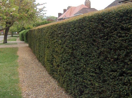 Native English Yew Taxus evergreen hedge hedging plants bare root ...
