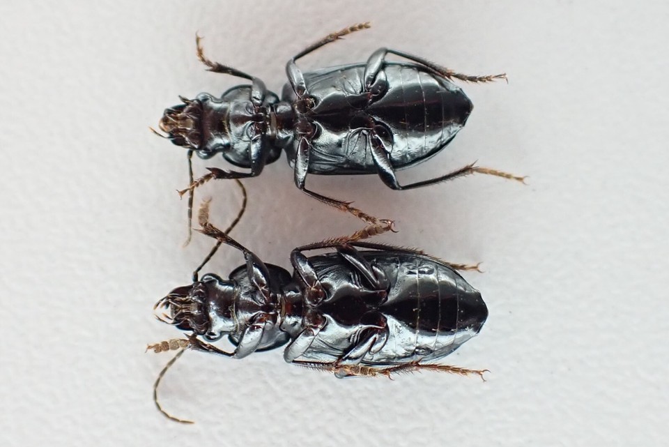 j14122. Insects, Carabidae sp. Vietnam, Lam Dong | eBay