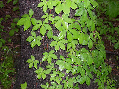 LIVE Virginia Creeper CUTTINGS 10ft. total w/ROOTS READY TO PLANT | eBay