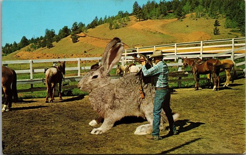 Comic Exaggeration Cowboy Jackrabbit Horse's Chrome Postcard | eBay
