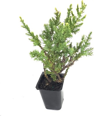 Kallay Juniper - 30 Live Plants - Drought Tolerant Cold Hardy Evergreen ...