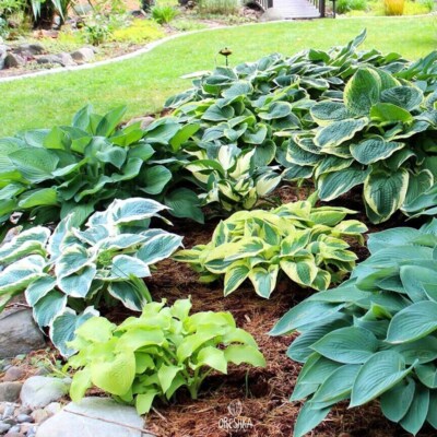 Hosta mix of 4 colors 15 PCS fresh seeds, Hosta mix seeds, Hostas ...