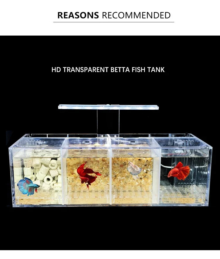 Aquarium Fish Tank Breeding Isolation Box Goldfish Fighting Fish ...