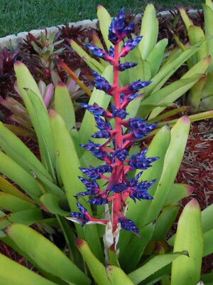 Aechmea BLUE TANGO Bromeliad one tropical plant *BIG* | eBay