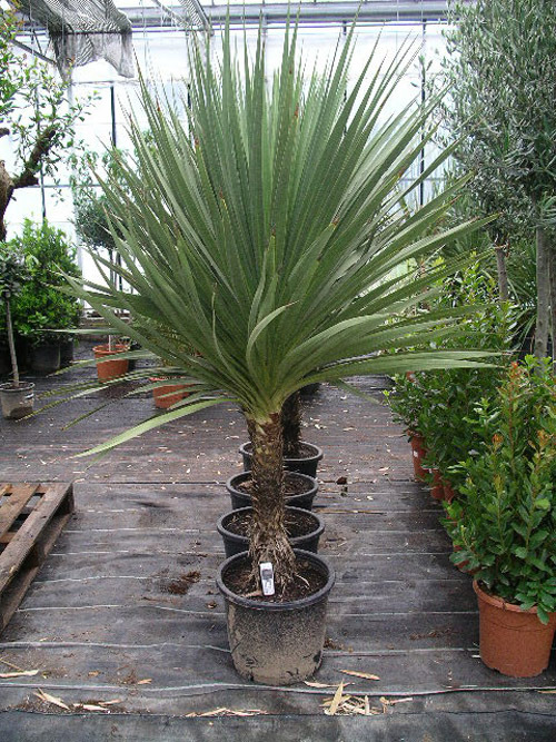 Blue Dracaena, Cordyline indivisa, Seeds (Tropical Evergreen) | eBay