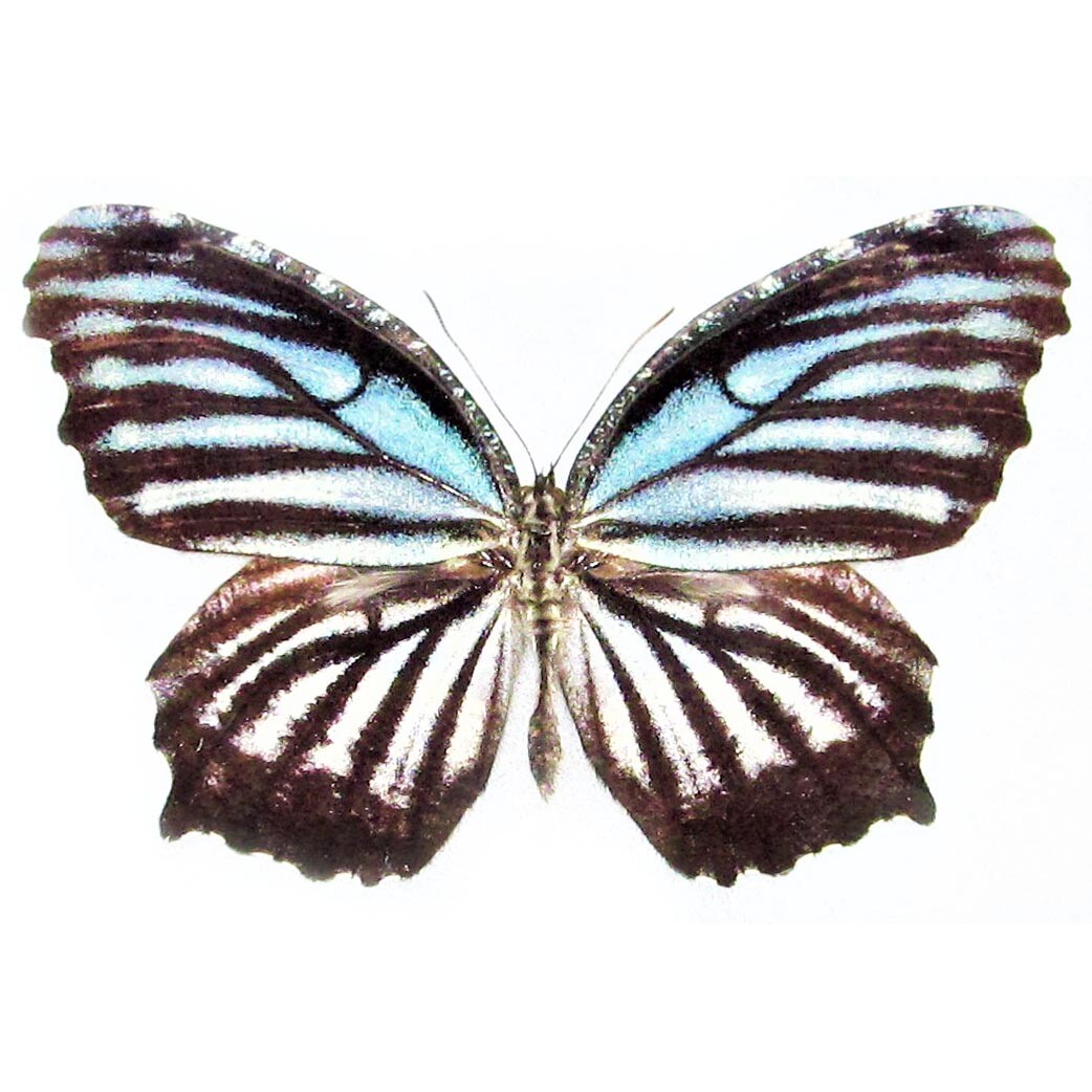 Real Blue Butterfly
