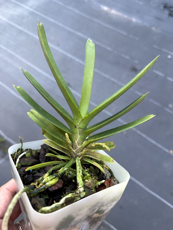 SE ASIA MINIATURE VANDA ORCHID SPECIES ampullacae SPIKE!! 4 in pot | eBay