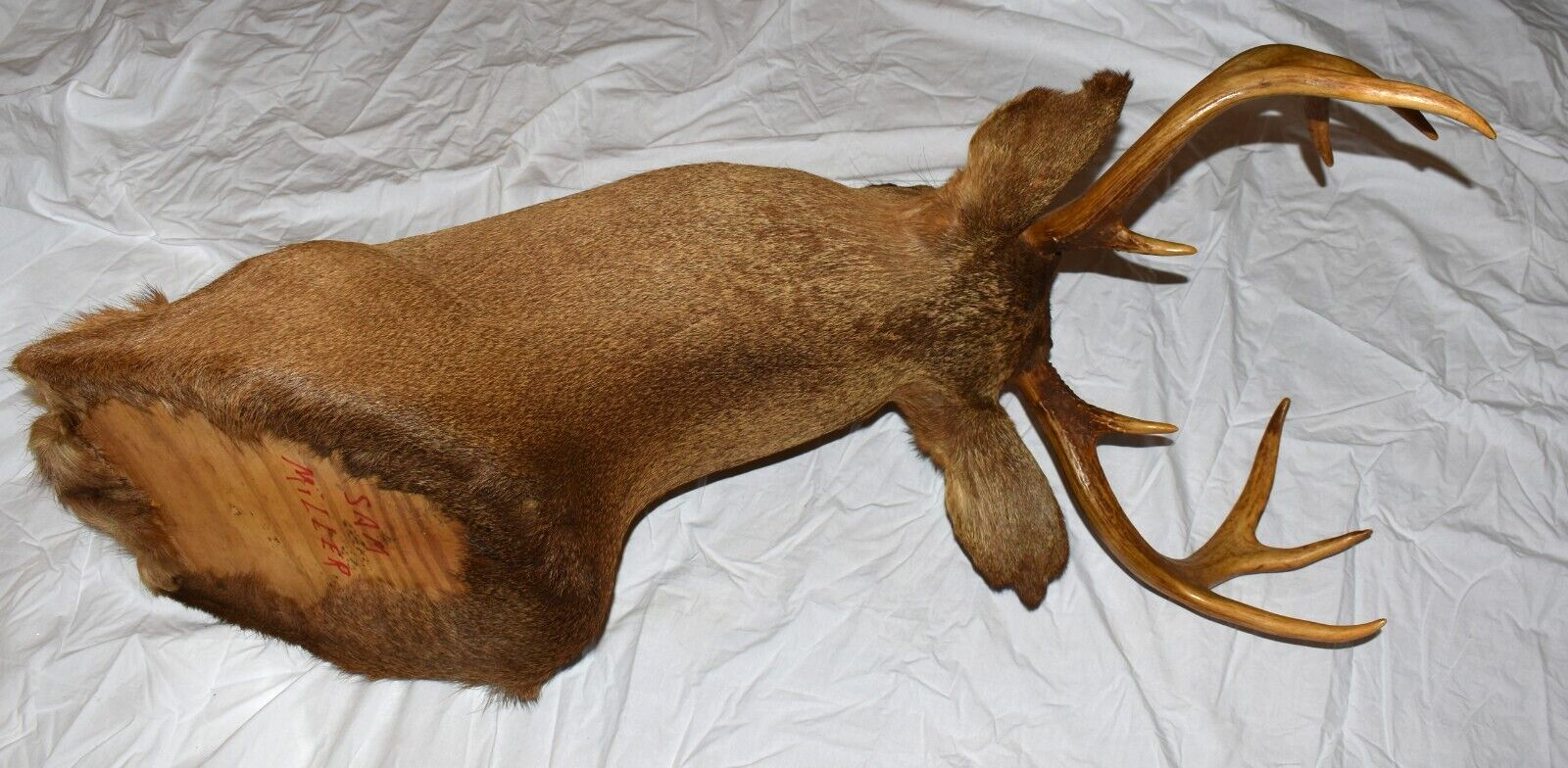 8-Point Whitetail Deer Real Wild Fighting Stag in Rut Shoulder Mount | eBay