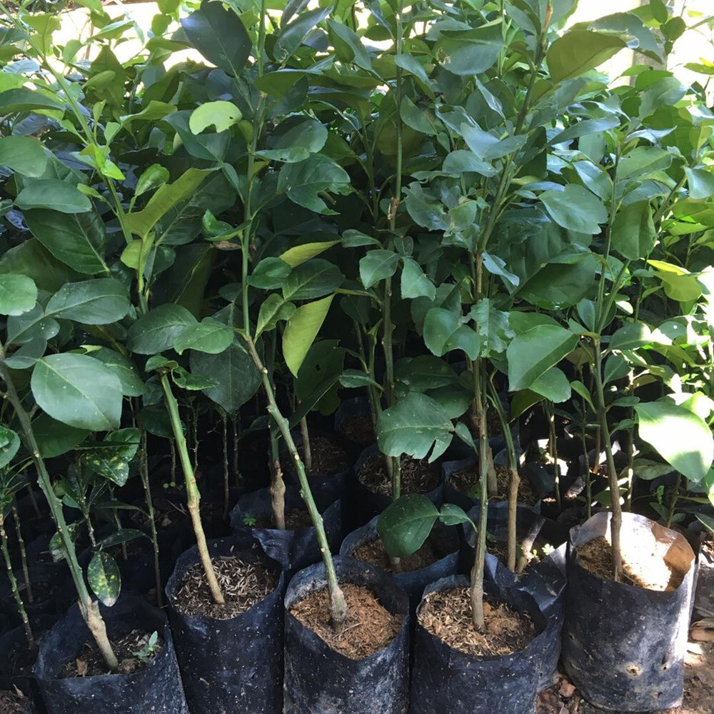 Red Pomelo (Round Fruit) Grafted Plant Fruit Tree Tropical Unique ...