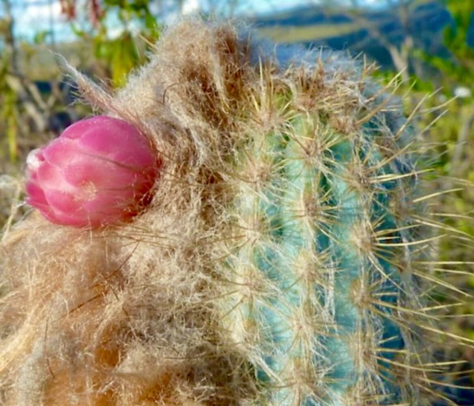 Austrocephalocereus purpureus HU133 SEEDS - Rare Cactus SEEDS | eBay