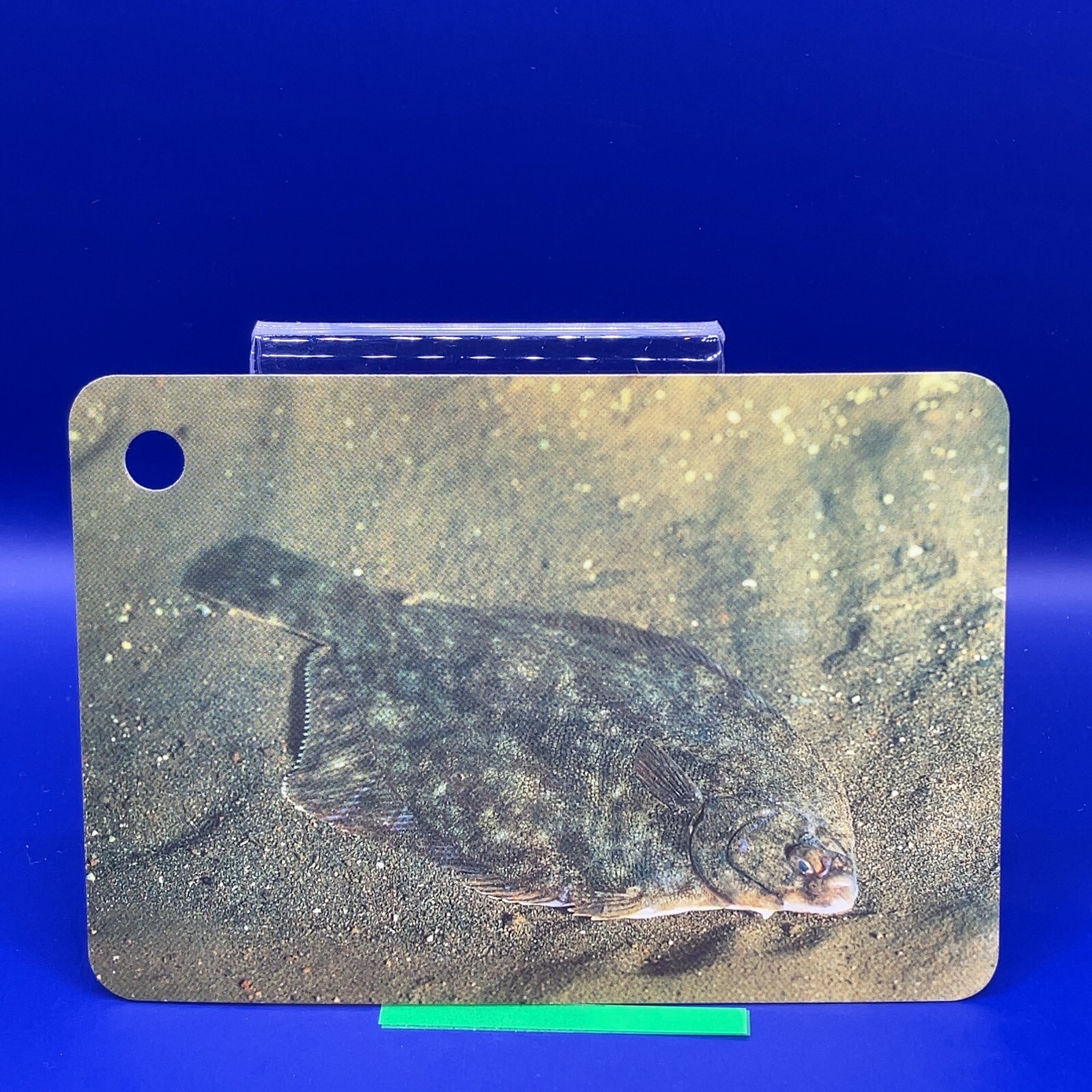 Animal Card Fish Sea Creatures 4.25 x 2.75 Inch Made in Japan Japanese ...