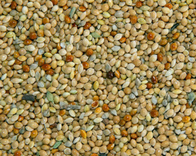 Premium Quality Caged Bird Millet Seed Mix White, Red, Panicum ...