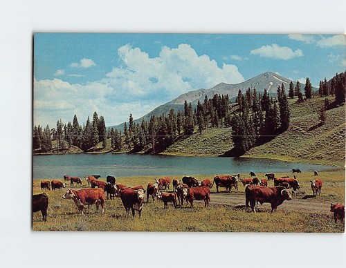Postcard Cattle Herds Grazing | eBay