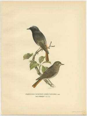 Antique Bird Print of the black redstart by Von Wright (1927) | eBay UK