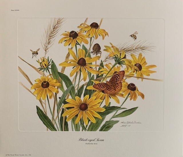 Black Eyed Susan Drawing Black Eyed Susan, Original Acrylic Painting