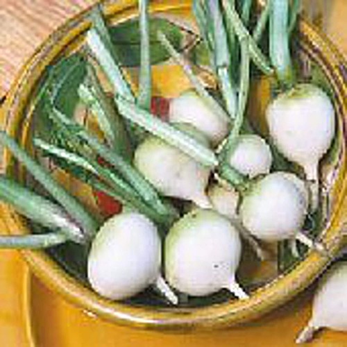 Philadelphia White Box Radishes Seeds (25+ Seeds) | eBay
