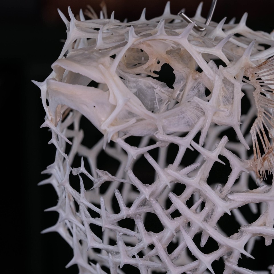 Real Pufferfish skeleton, porcupine fish, Blowfish taxidermy ...
