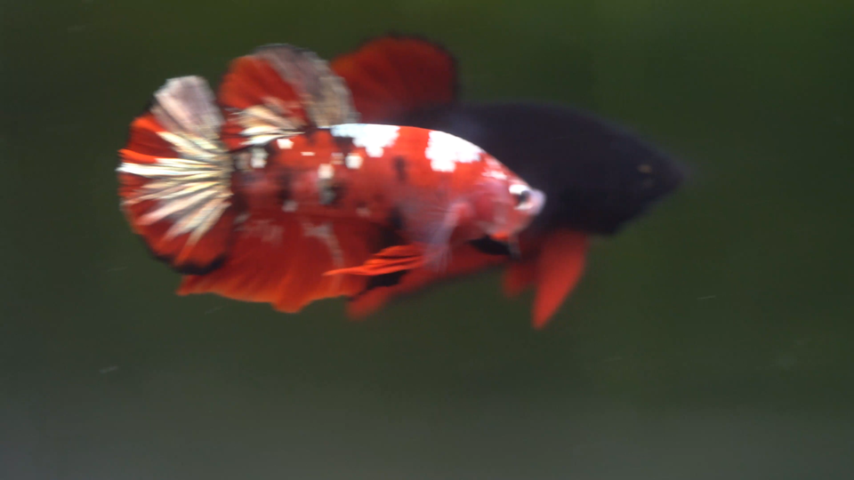 LIVE BETTA MALE HMPK RED KOI COPPER | BOM-A547 | eBay