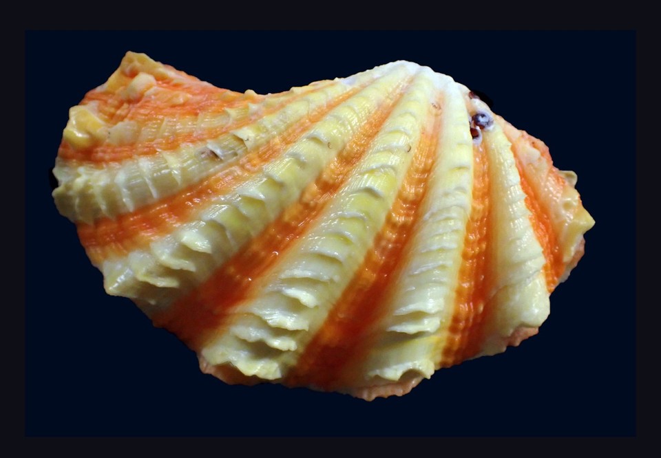 Tatskishells - Bivalvia squamosa - 102mm (NICE COLOR!!!) | eBay