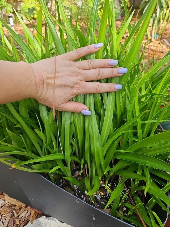 2pc Crinum Lily Asiaticum Giant White Spider Lily Live Plant Variegated ...