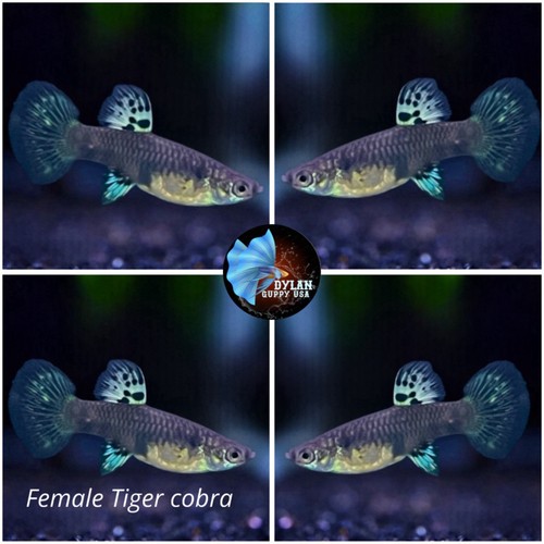 1 Male - Tiger King Cobra - Live Aquarium Guppy Fish High Quality - USA ...