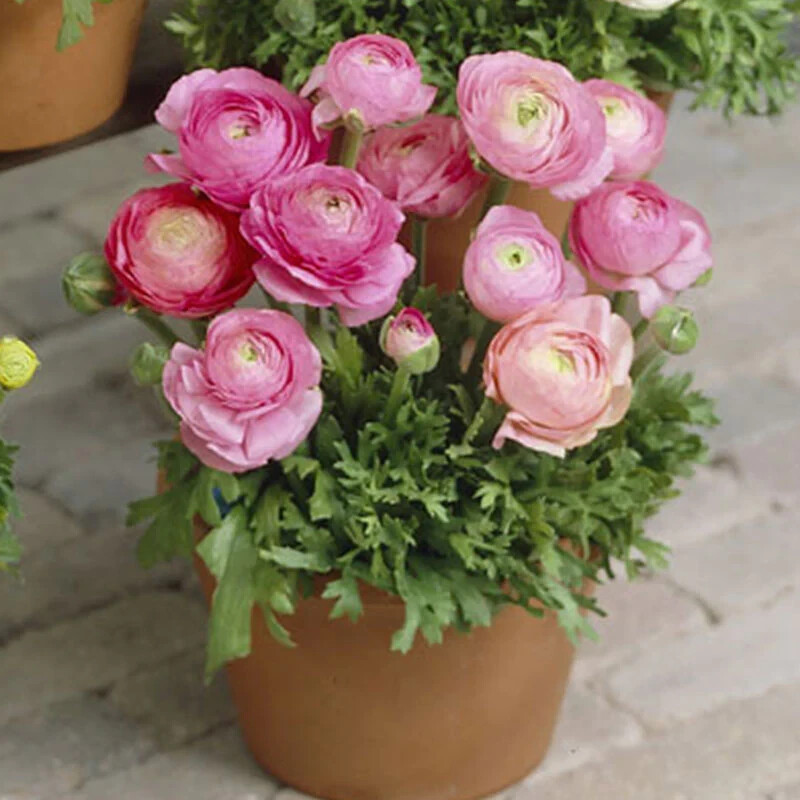 Ranunculus Bulbs Baby Pink Flowers 20 Picotee Peony Rose Wedding Flower ...