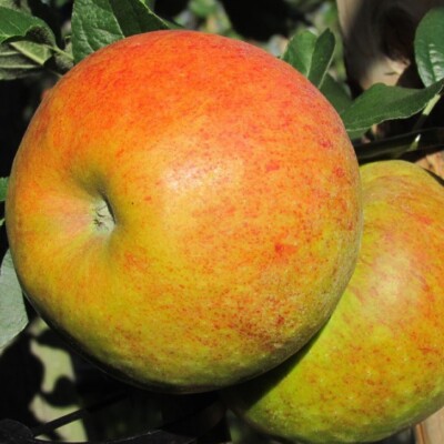Pinova (S) aromatischer Winterapfel Apfelbaum Buschbaum Halbstamm ...