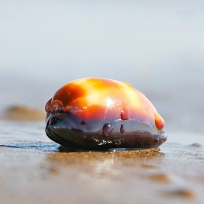 Cypraea Talpa Shell Conch Natural Sea Snail Fish Tank Aquarium ...