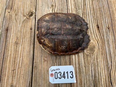 ONE {1} Awesome Taxidermy Common Snapping Turtle Shell log Cabin, Crafts, B3413 | eBay