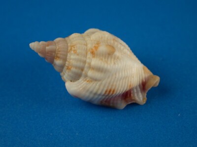 Canarium helli, Excellent Sculpture and Pattern, Large, 22.5mm, Hawaii ...