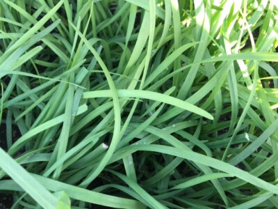 50, 100 Garlic Chives Roots, Organic/Non-GMO (10yrs+)宽叶韭菜根 | eBay