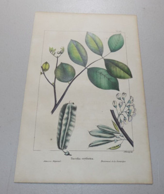 c1841 TREE AND BUSH Leaf COLOR Print / JAMAICA DOGWOOD, PISCIDIA ...