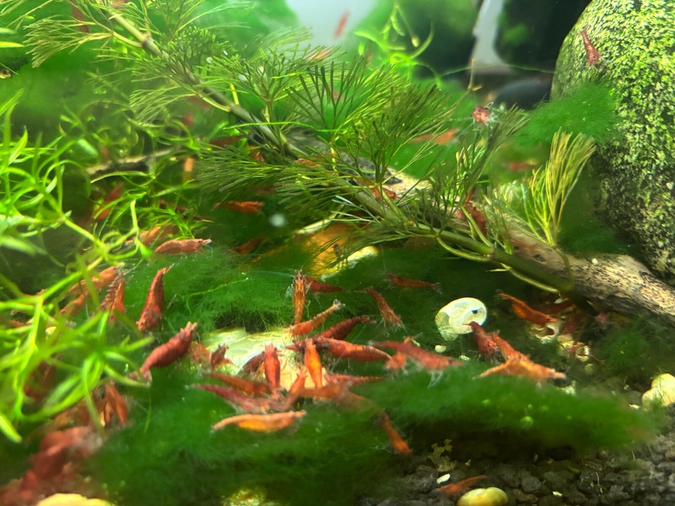 10 +1 Fire Red Cherry - Freshwater Neocaridina Aquarium Shrimp. Live ...