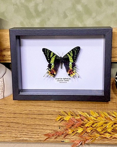 Urania ripheus REAL MADAGASCAR SUNSET MOTH FRAMED BUTTERFLY INSECT | eBay