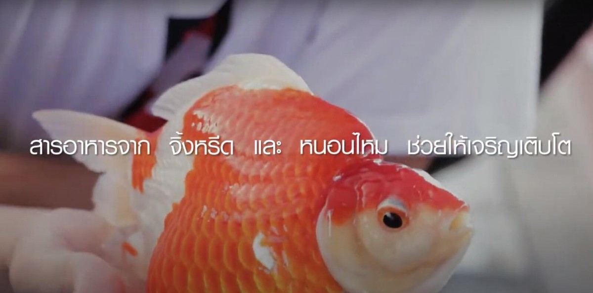 Tamasaba Goldfish