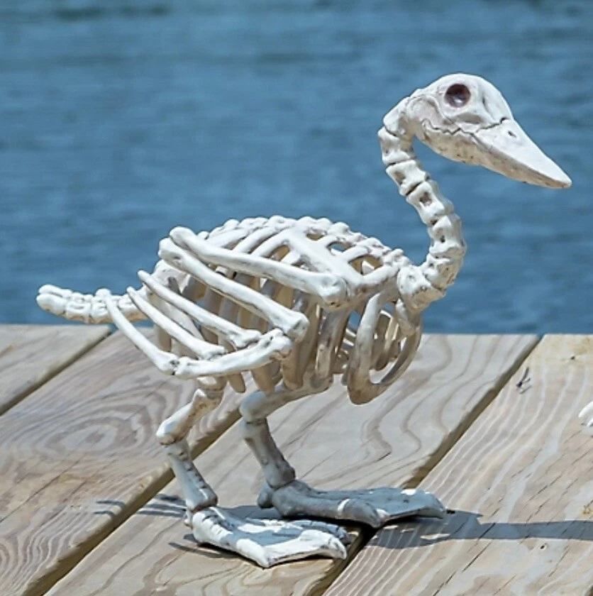 Duck Skeleton