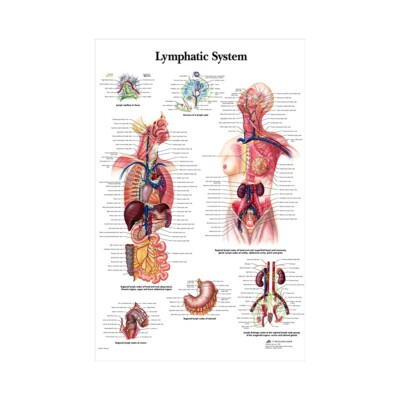 The Human Lymphatic System Chart Poster Canvas Print 36x24 Living Room ...