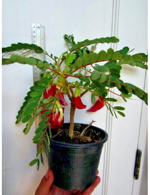 20 Hummingbird Tree Seeds (Sesbania grandiflora) "Agati" Flower Plant ...