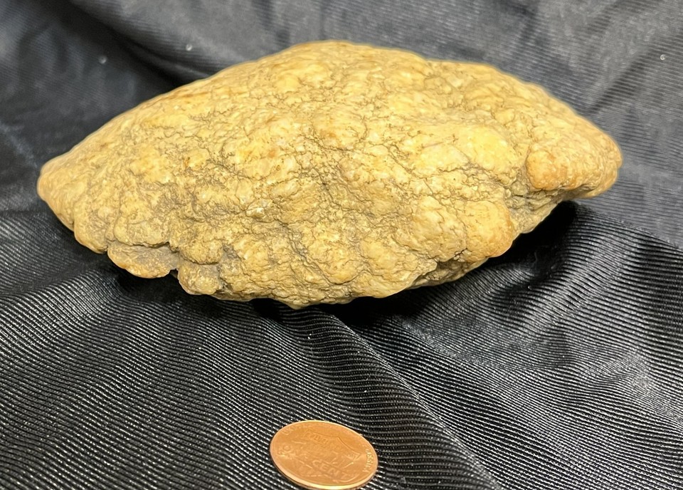 HUGE 5" INDIANA GEODIZED BRACHIOPOD FOSSIL Quality quartz Geode ...