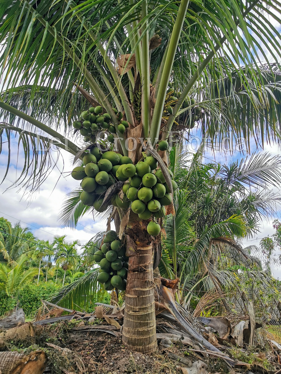Cocos Nucifera Coconut Palms Cocos Nucifera Coconut Palm