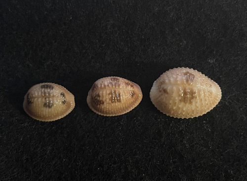 Pusula pediculus Linne 12 mm - 16 mm Florida, USA | eBay