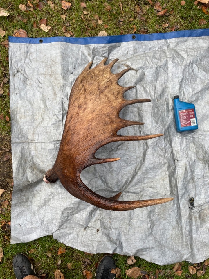 Interior Alaska Moose Antler Set, Lots of points, Beautiful Color | eBay