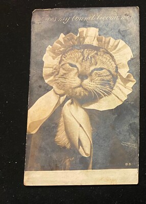 VINTAGE 1905 the Rotograph company NYC numbered postcard Cute Kitten ...