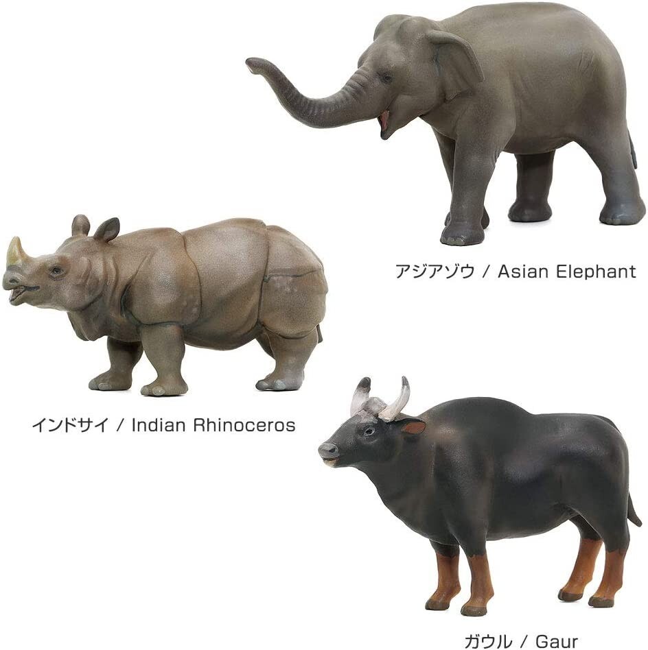 Colorata Endangered Animals Zoogeography Box Oriental Region Real ...