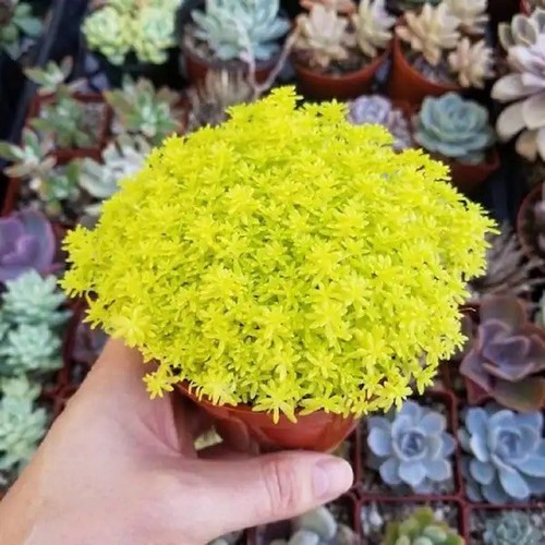 Sedum japonicum 'Tokyo Sun' Succulent Plant in 2' pot | eBay