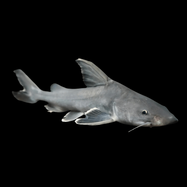 Aquatic Remedies shops Paracidol waffy